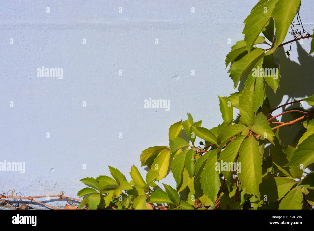 Beautiful green leaves of virginia creeper, victoria creeper, five ...