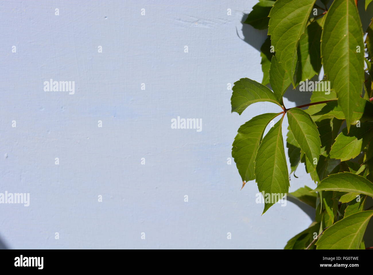 Beautiful green leaves of virginia creeper, victoria creeper, five ...