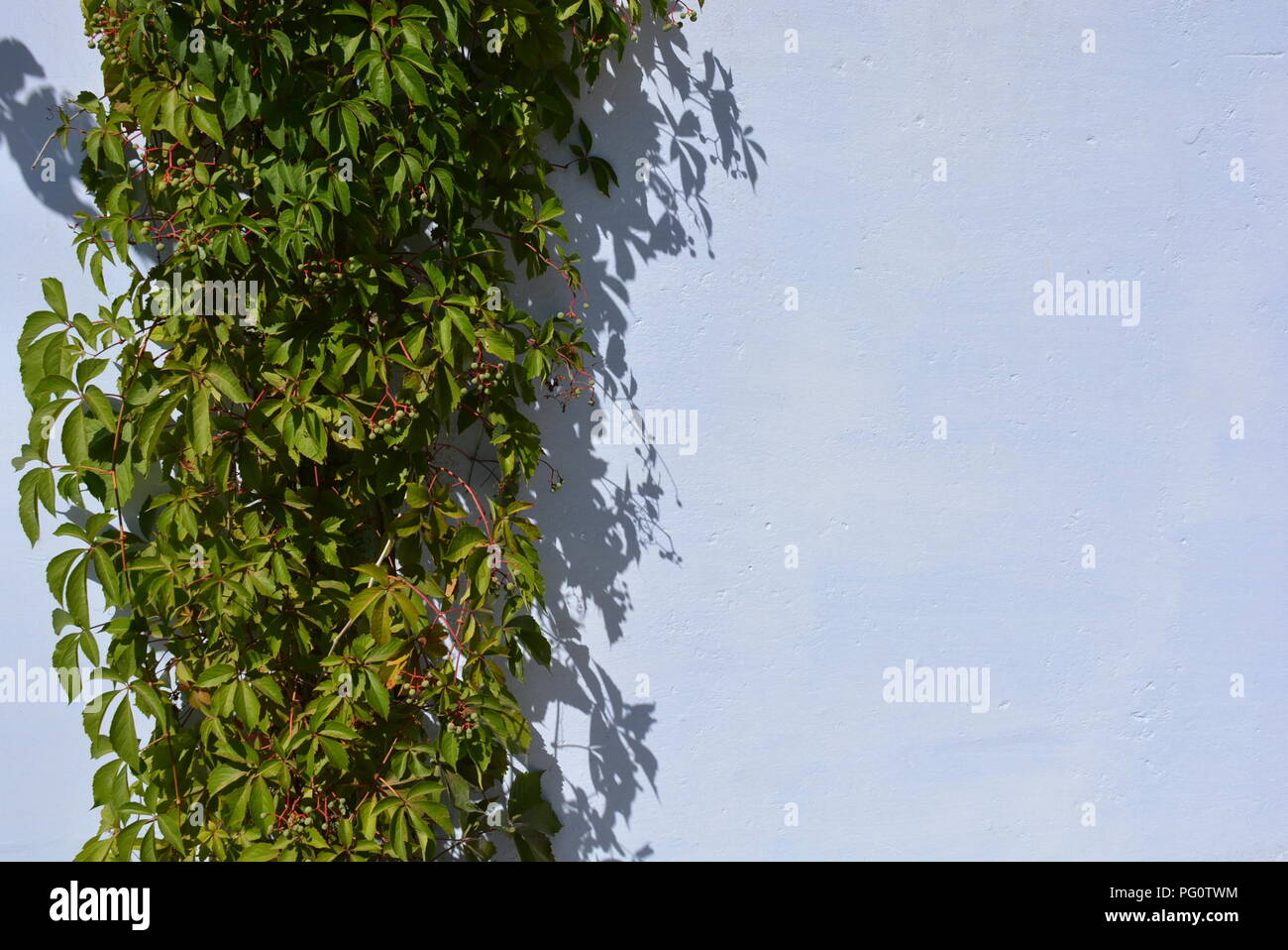 Beautiful green leaves of virginia creeper, victoria creeper, five ...