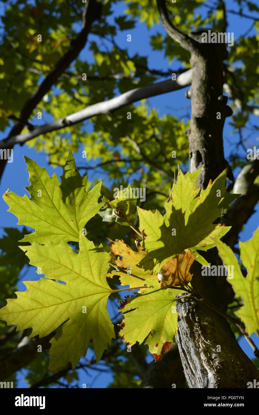 Branches of an old maple tree with green leaves and gray trunks against ...