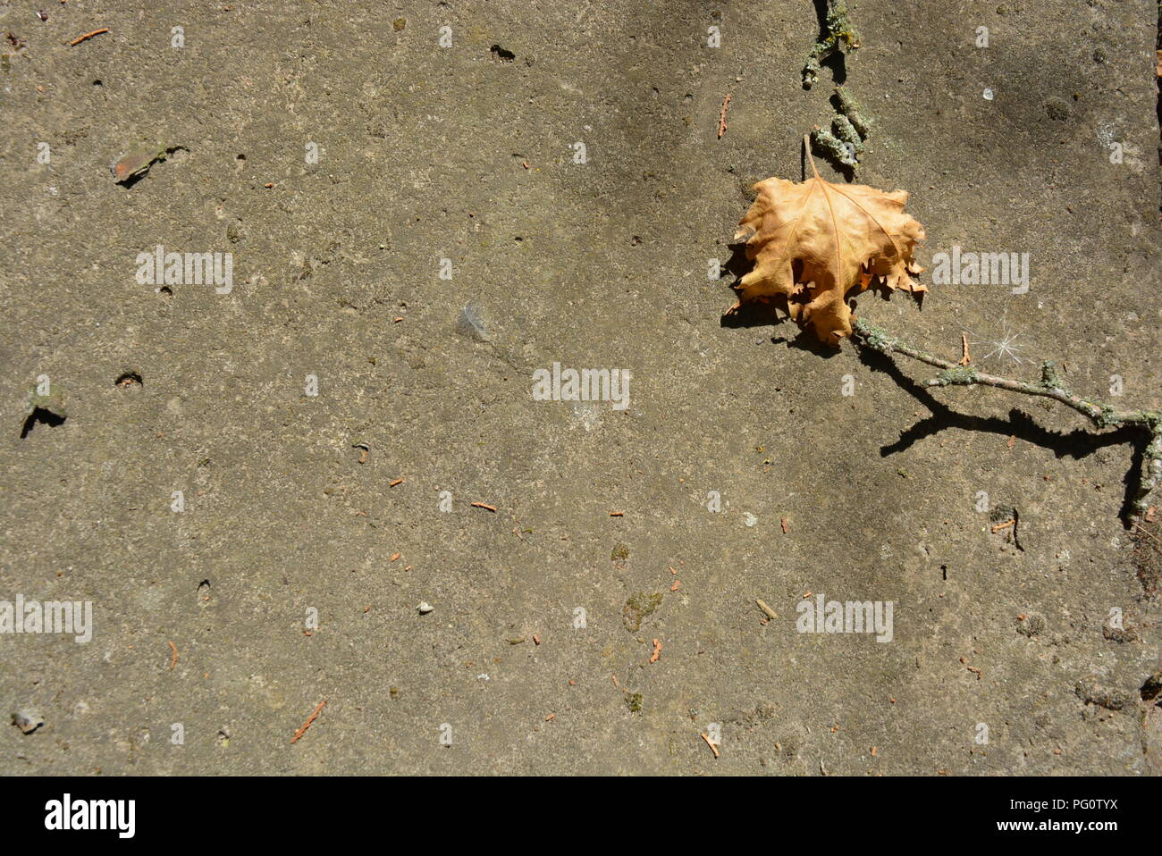 Cemented gray path with brown dry branch and yellow dry maple leaf ...