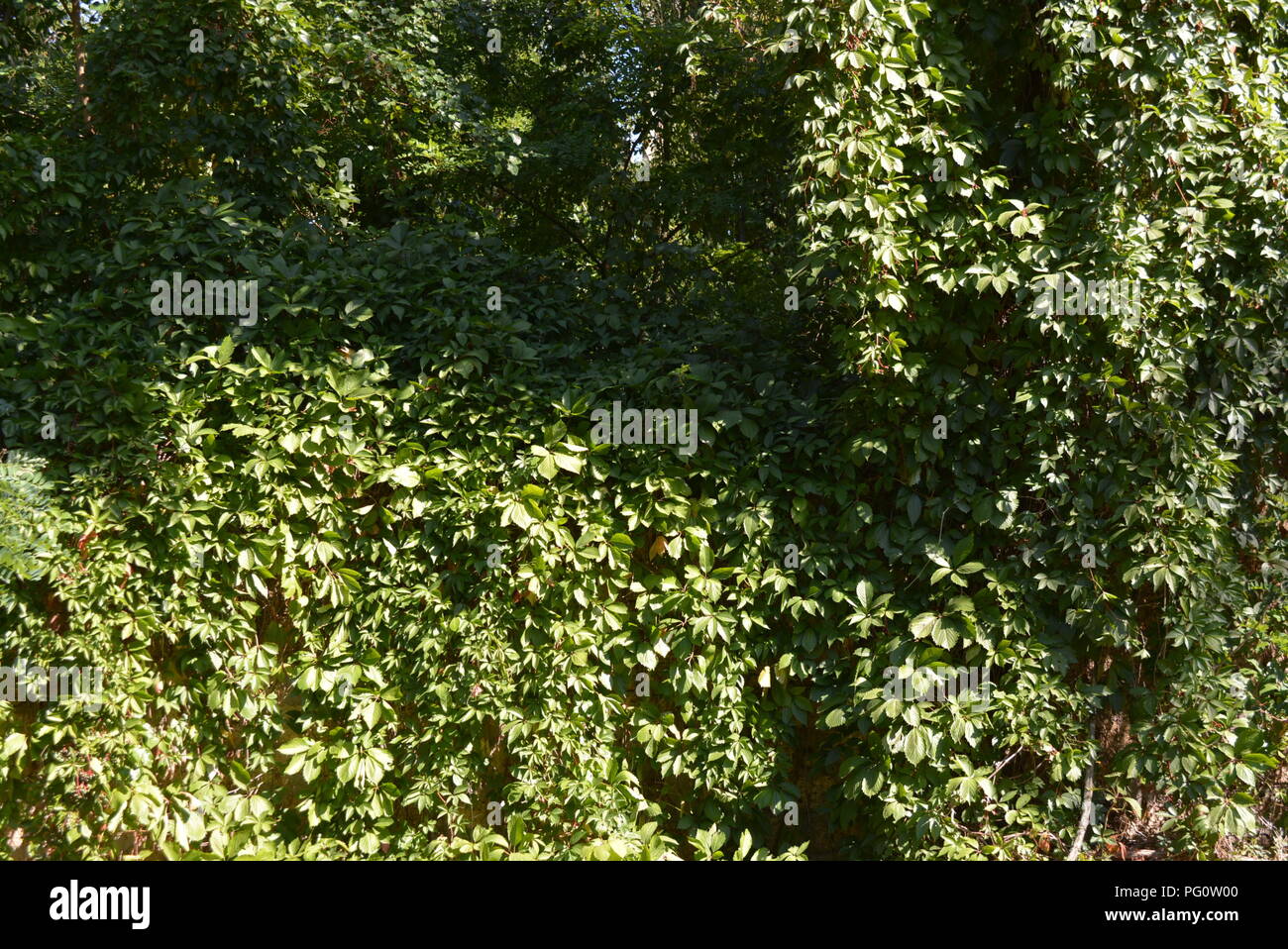 Beautiful green leaves of virginia creeper, victoria creeper, five ...