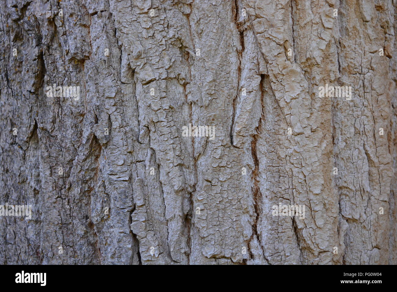 Bark of a tree with a white touch, shade Stock Photo - Alamy