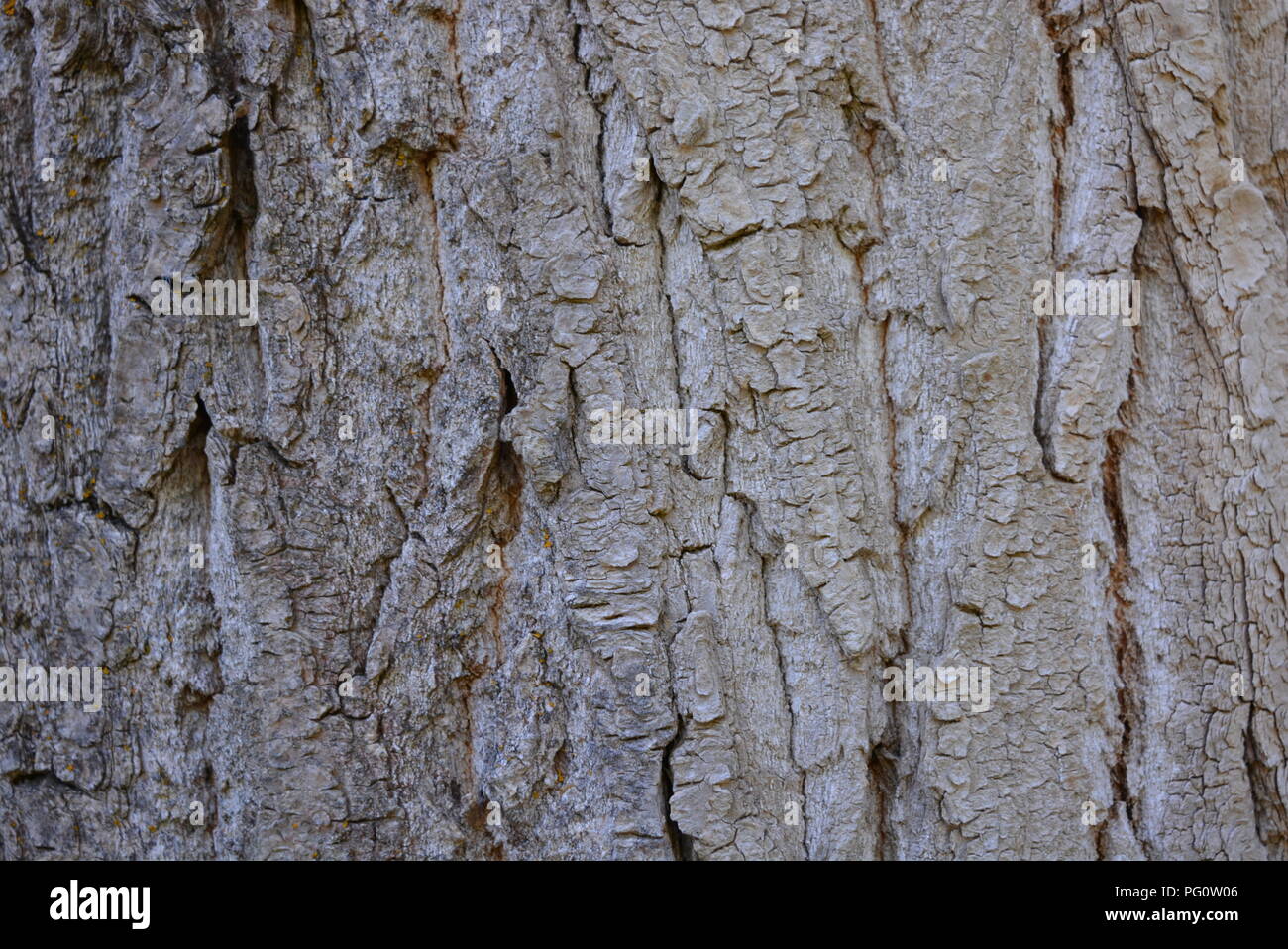 Touch tree wall hi-res stock photography and images - Alamy