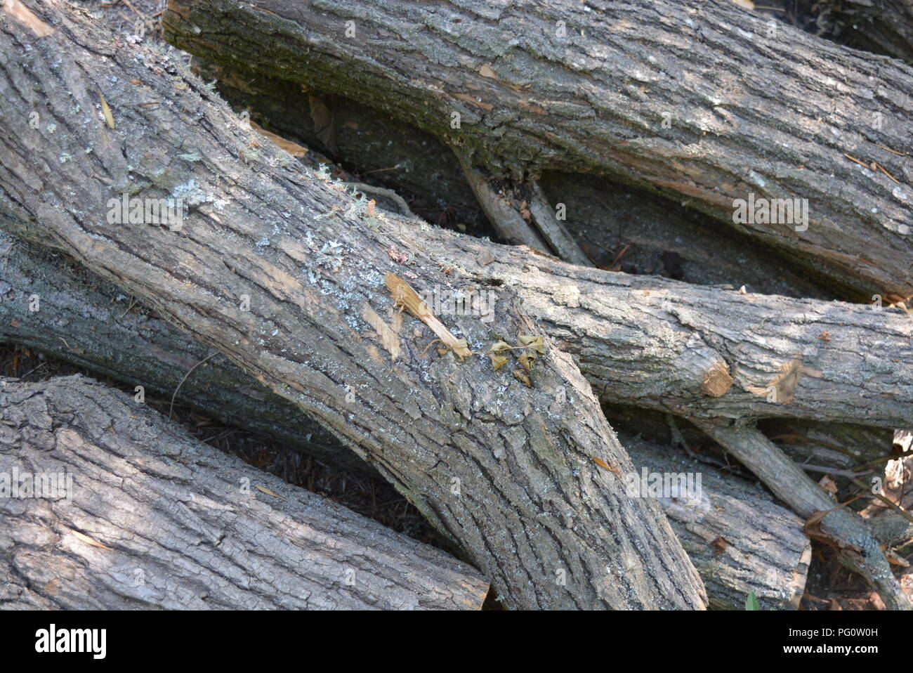Wooden beams, decks and hemp of felled tree on the ground Stock Photo ...