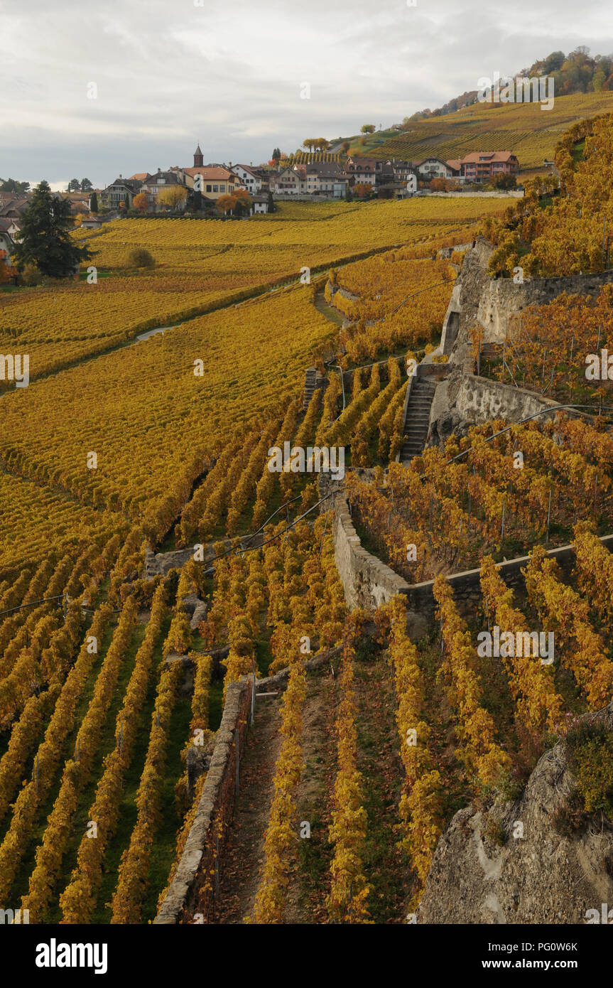Colourfull landscape of the Unesco world heritage Lavaux along Lake ...