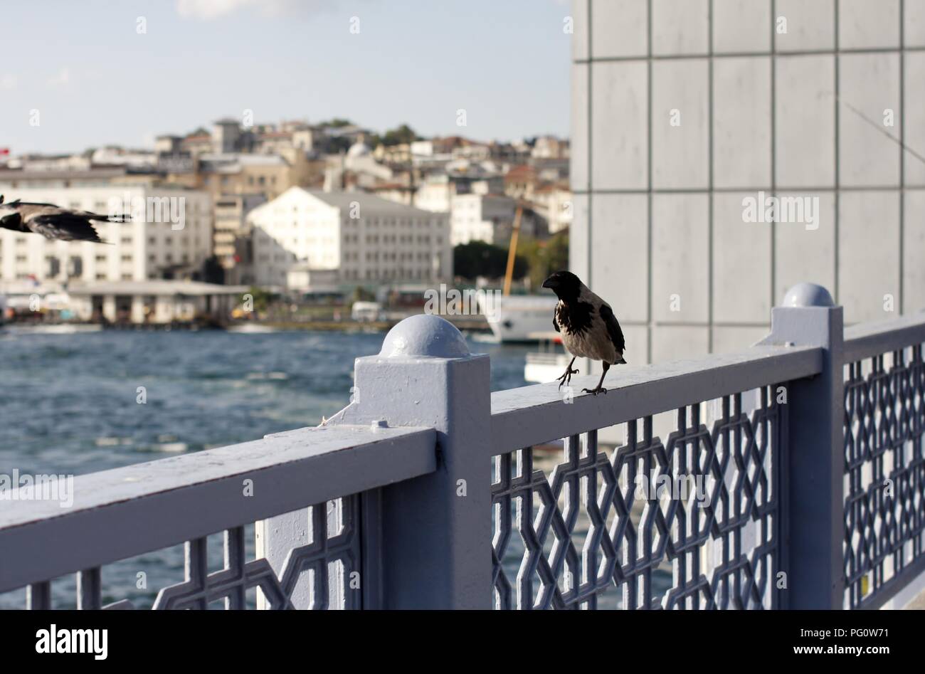 Crow walking on famous Galata Bridge in Istanbul Stock Photo - Alamy