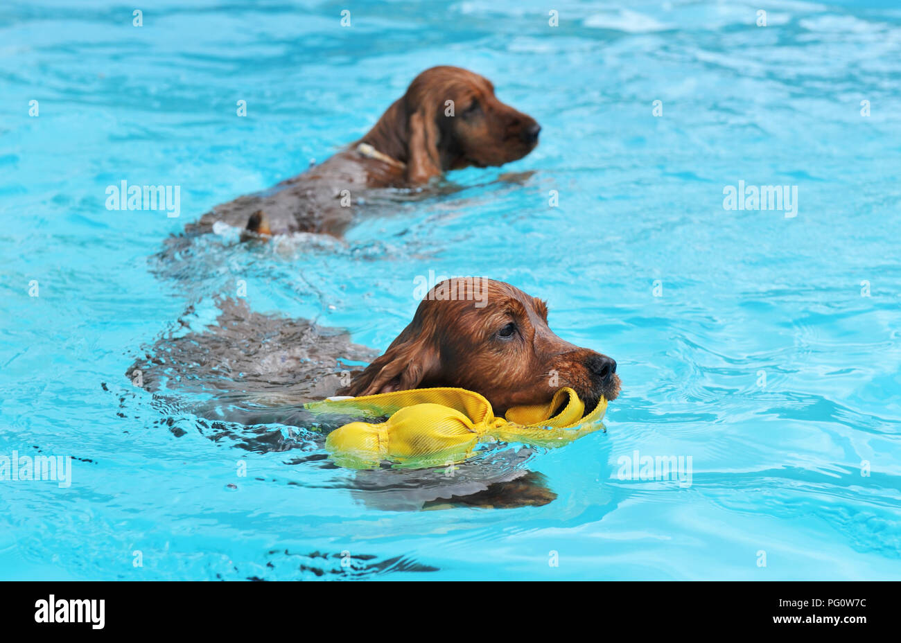 English cocker spaniel in water hi-res stock photography and images - Alamy