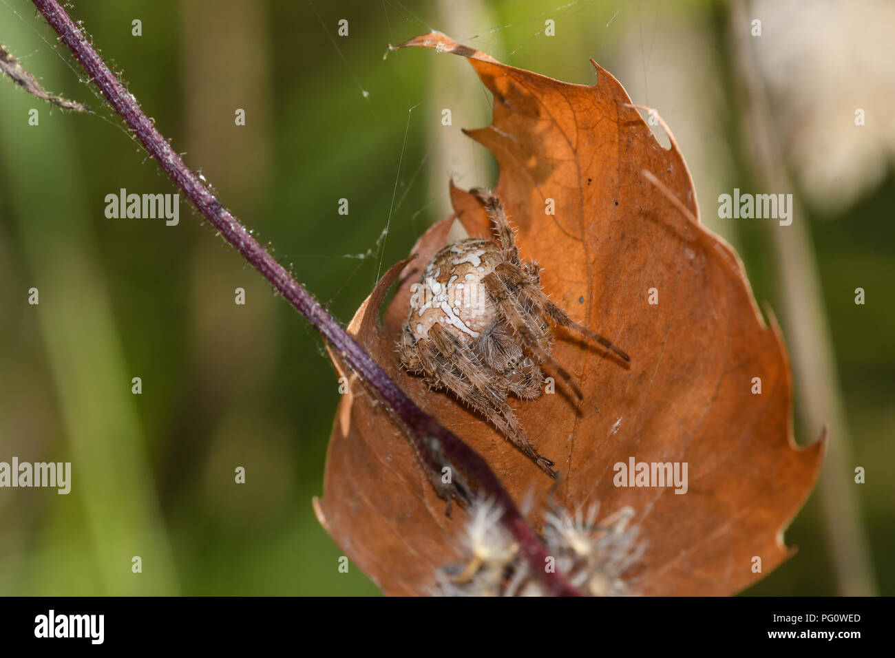 Spider under the leaf hi-res stock photography and images - Alamy