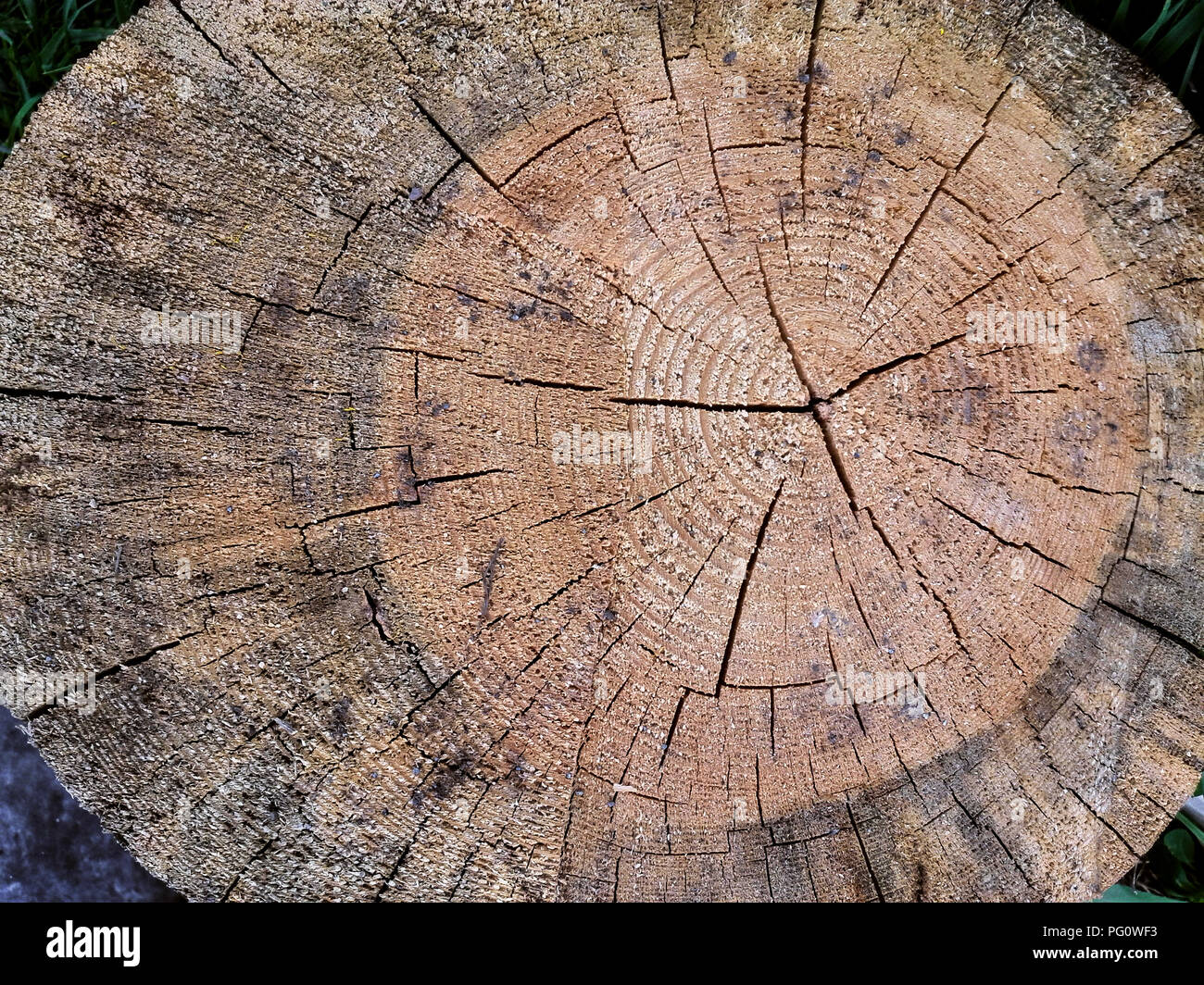 Tree cross section white oak hi-res stock photography and images - Alamy