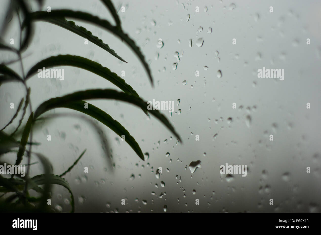 house plants and raindrops on the window glass, close up Stock Photo ...