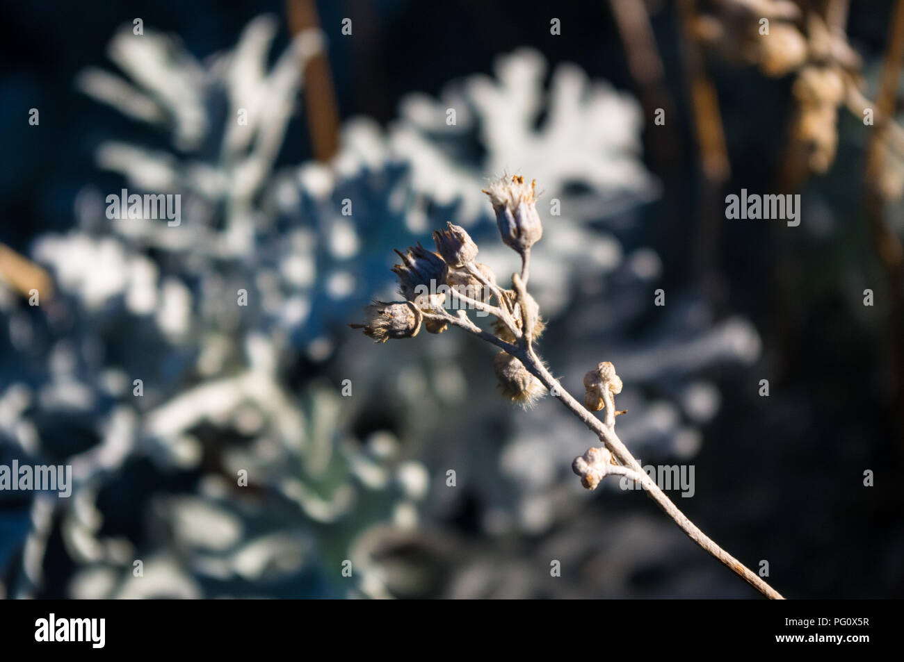 Cineraria maritima or Senecio cineraria. Dusty miller plant or Jacobaea ...