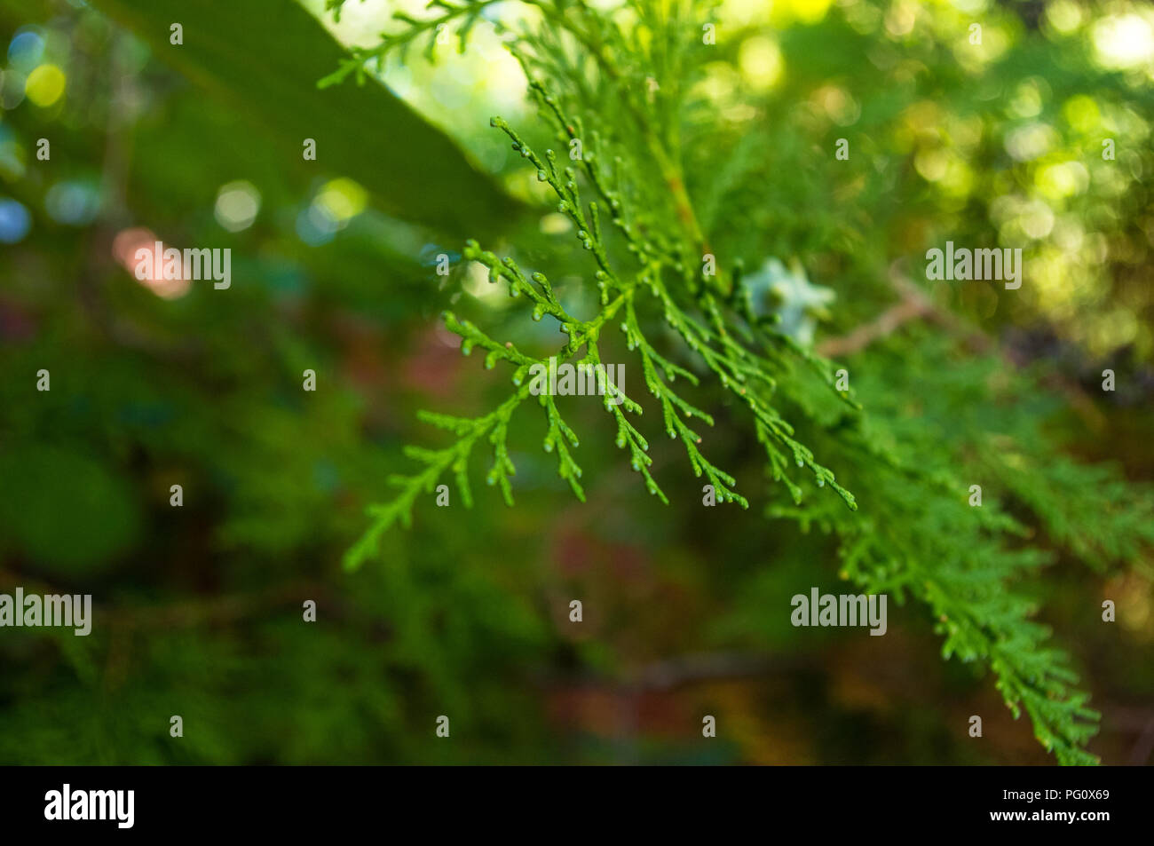 Incense cedar tree Calocedrus decurrens branch close up. Thuja cones ...