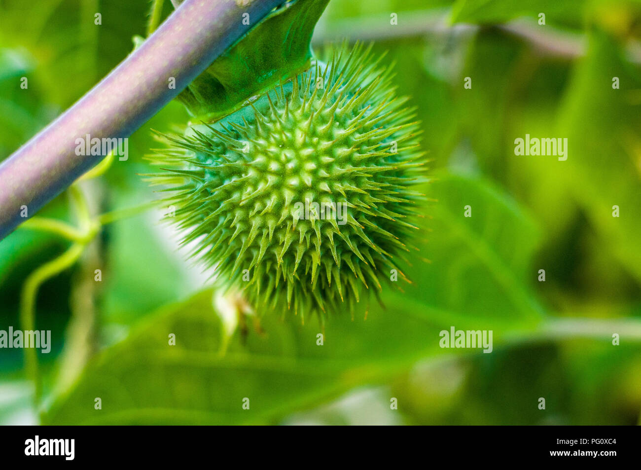 Devil's Trumpet, Datura flower, Moonflower, Datura metel, Angel Trumpet ...