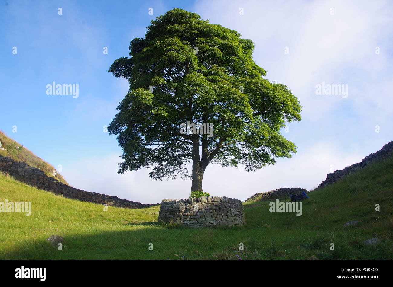 Robin Hood Tree @ Hadrian's Wall. John o' groats (Duncansby head) to ...