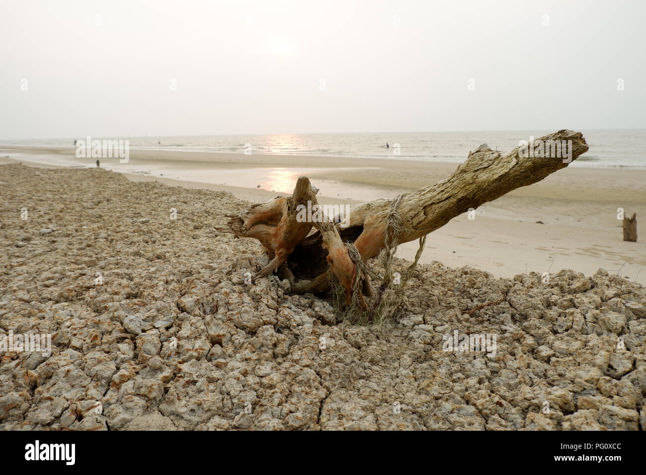 tree trunk in the beach Stock Photo - Alamy