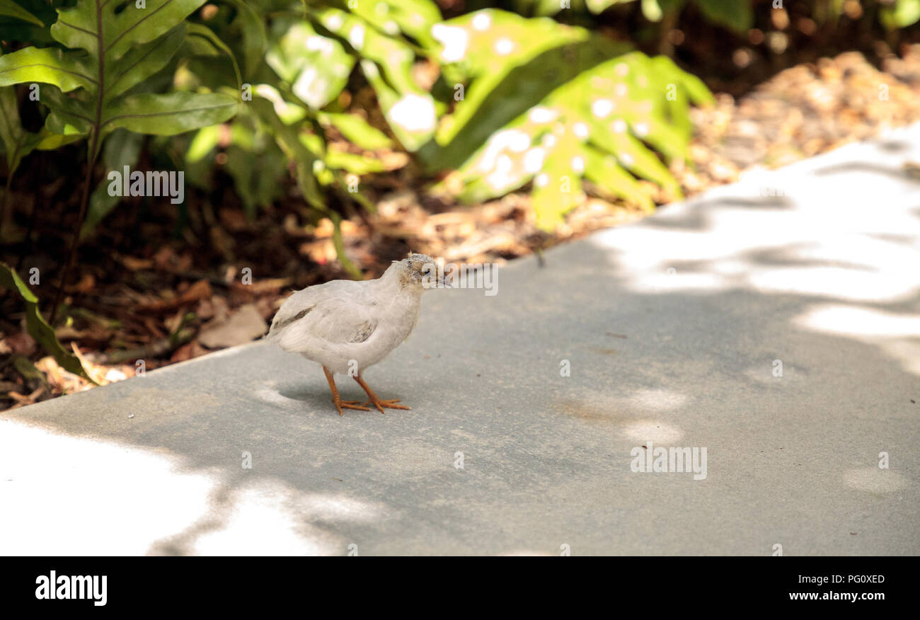 Baby Chinese Painted quail Coturnix chinensis chicks forage for food in ...