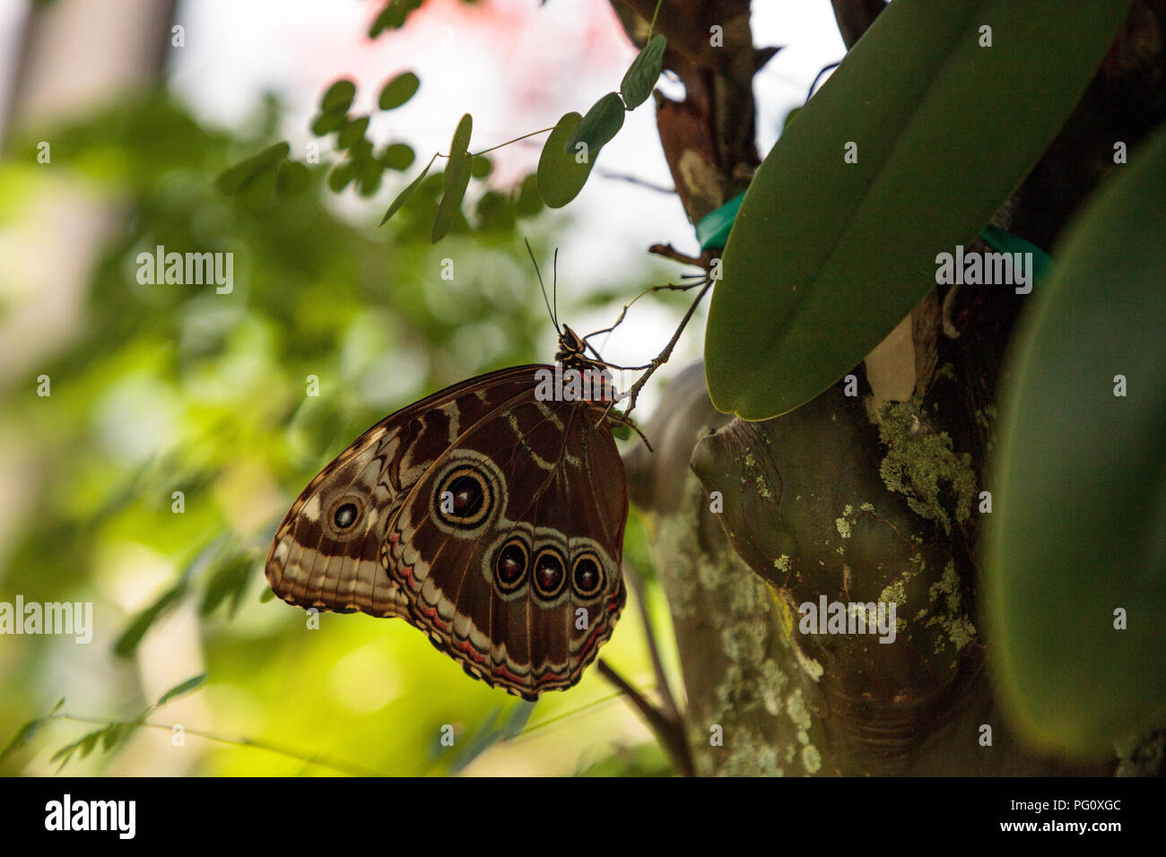Blue morpho butterfly Morpho menelaus perches on a tree in a garden ...