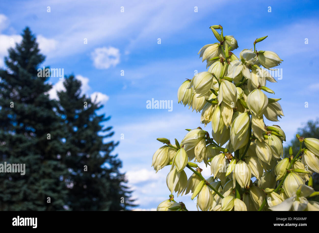 White Yucca filamentosa bush flowers, Adams needle, Spanish bayonet ...