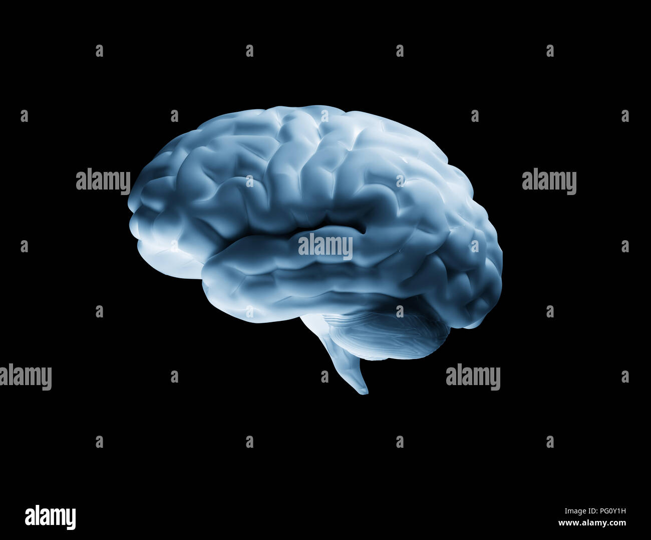 Human brain 3d model isolated hi-res stock photography and images - Alamy