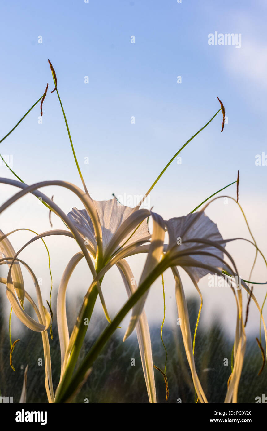 Hymenocallis caribaea, caribbean spider-lily, unique style white flower ...