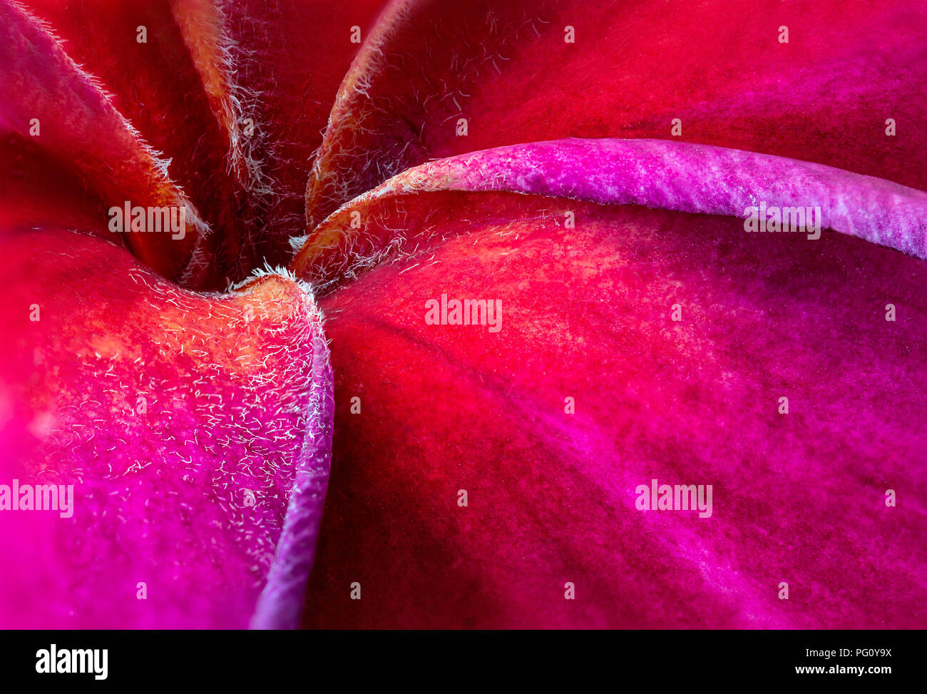 Closeup red Plumeria flower with nature background concept Stock Photo ...