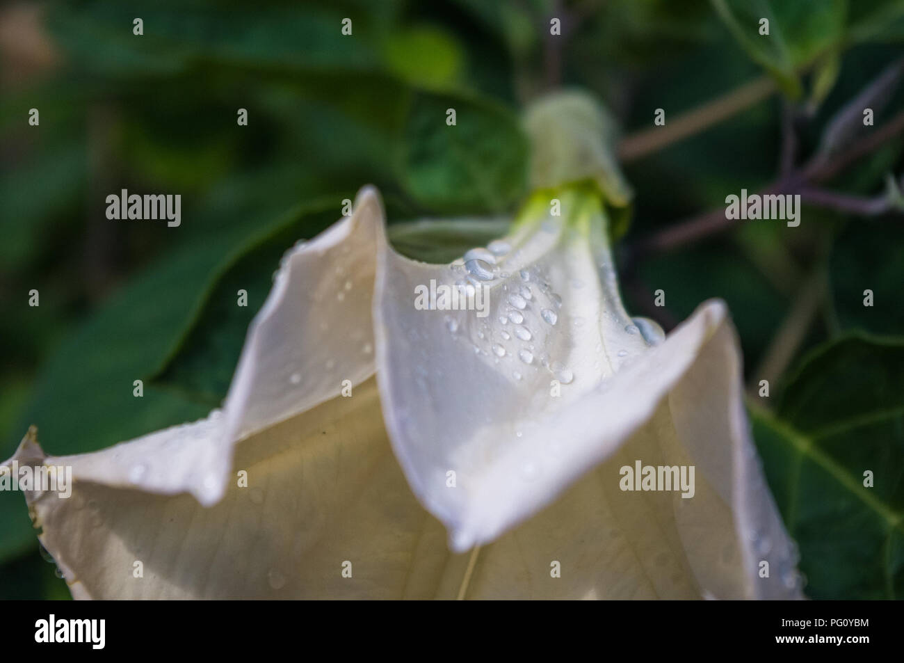 Devil's Trumpet, Datura flower, Moonflower, Datura metel, Angel Trumpet ...