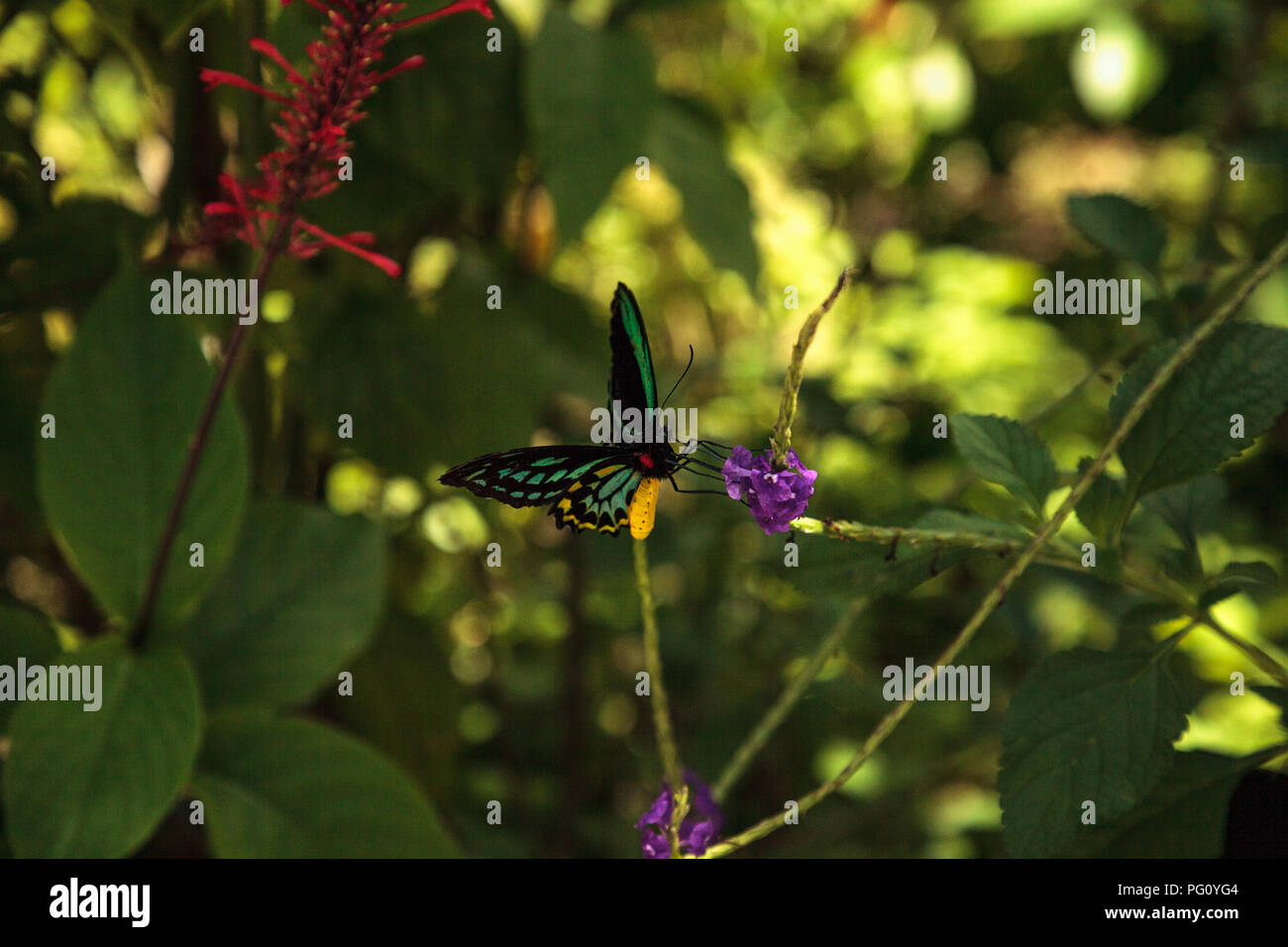 Cooktown Birdwing High Resolution Stock Photography and Images - Alamy