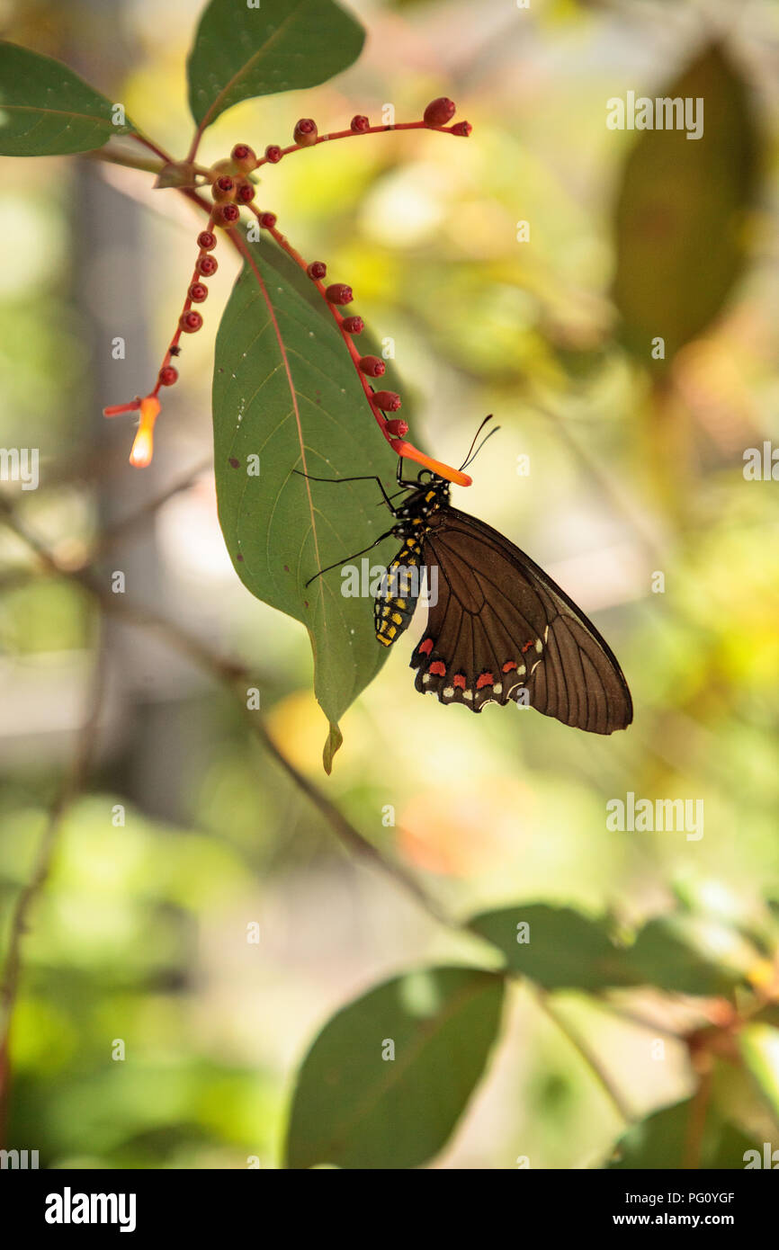 Common rose butterfly Pachliopta aristolochiae perches on a leaf on a ...
