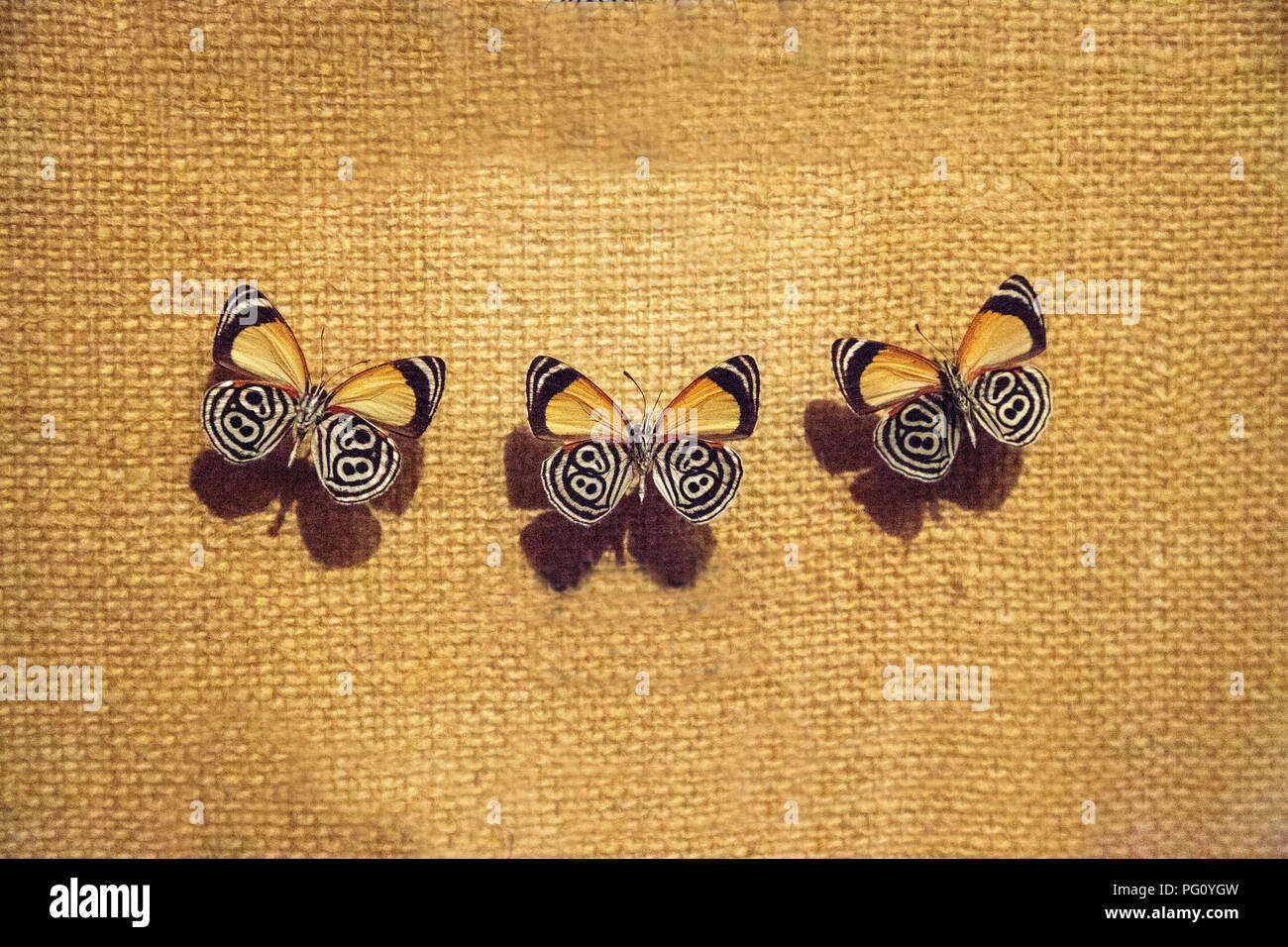 Cramer's eighty-eight butterfly Diaethria clymena underside pinned to a ...