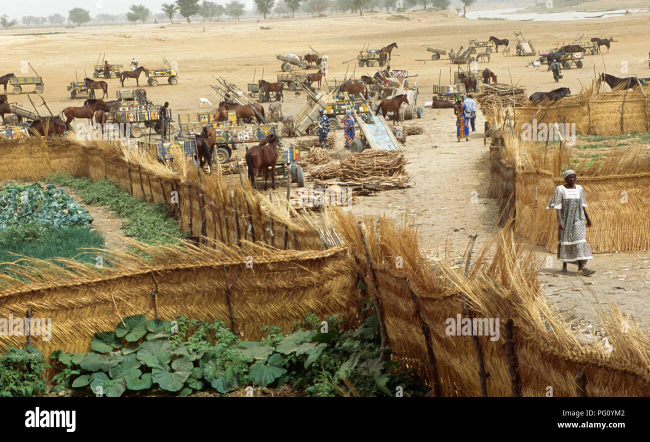 Vegetable gardens and market carts in Djenne, Mali FOR EDITORIAL USE ...