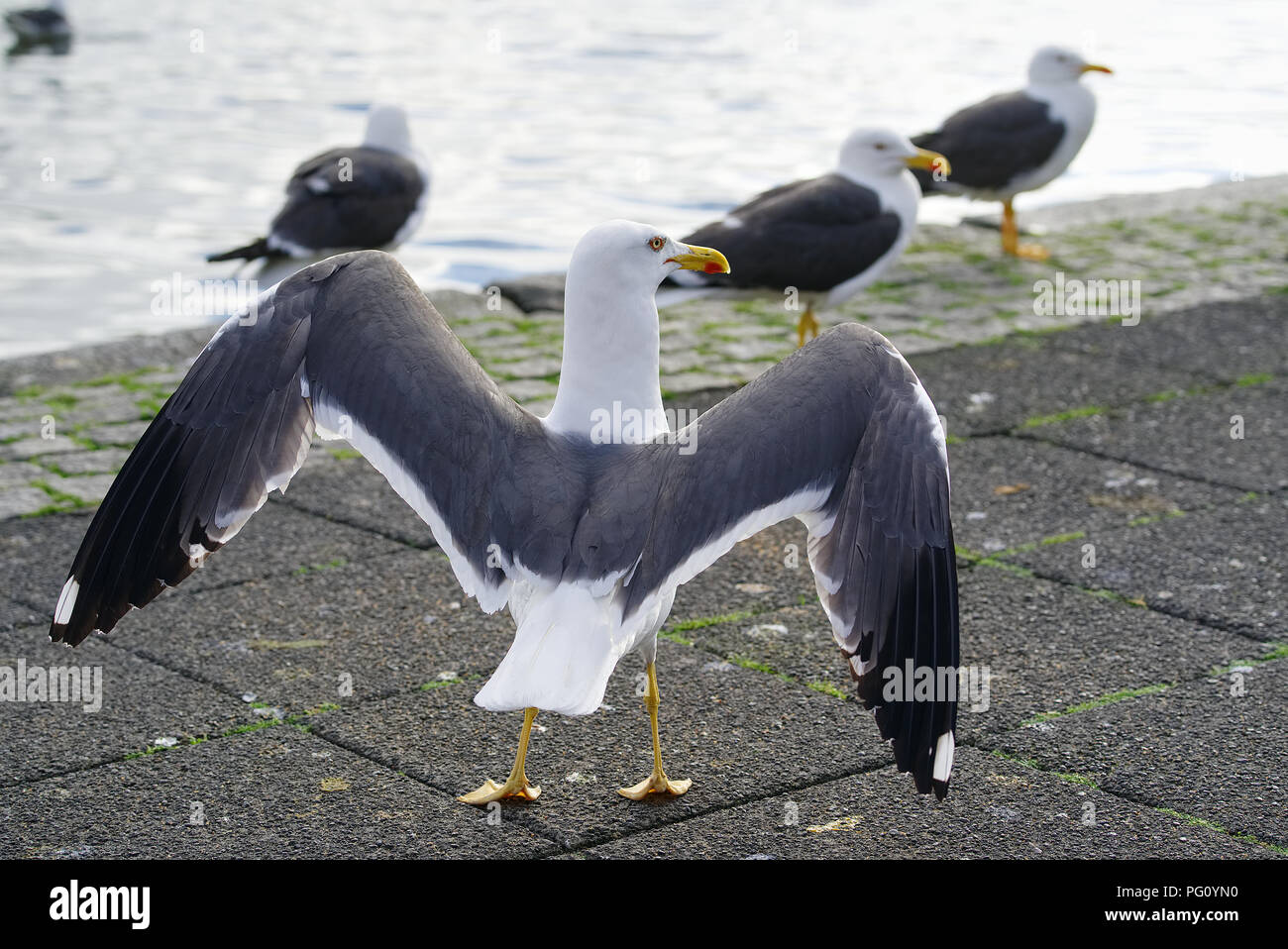 Seagull wings hi-res stock photography and images - Alamy