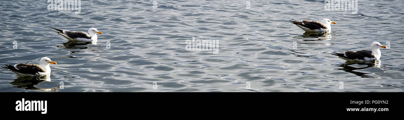 Four seagulls swimming Stock Photo - Alamy