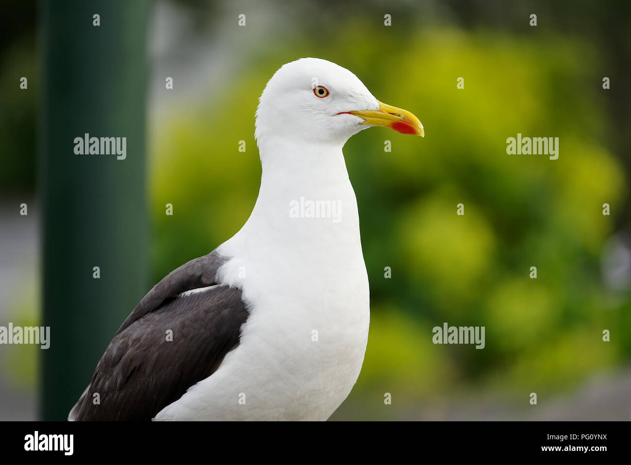 Portrait of seagull Stock Photo - Alamy