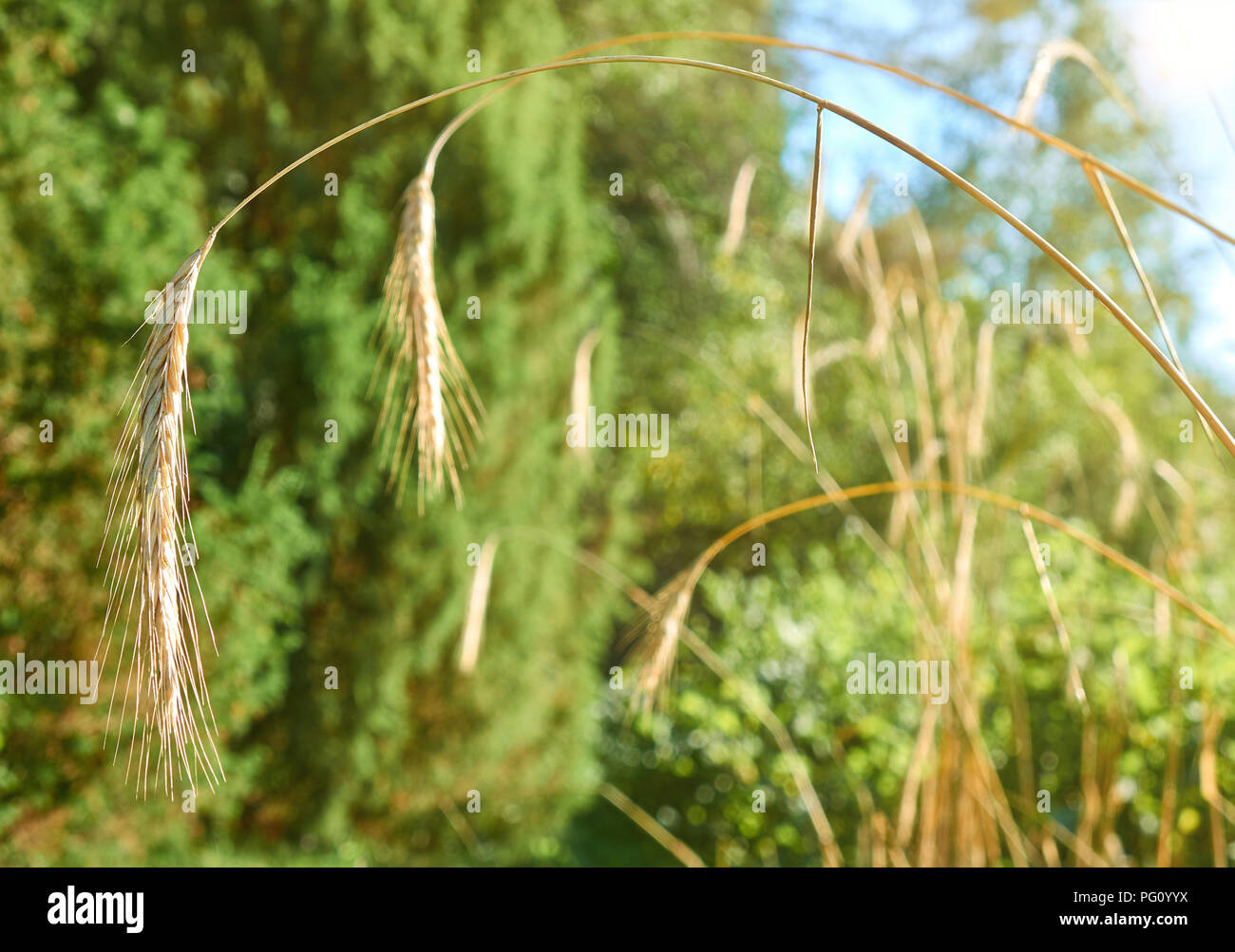 Golden ears wheat harvest close hi-res stock photography and images - Alamy