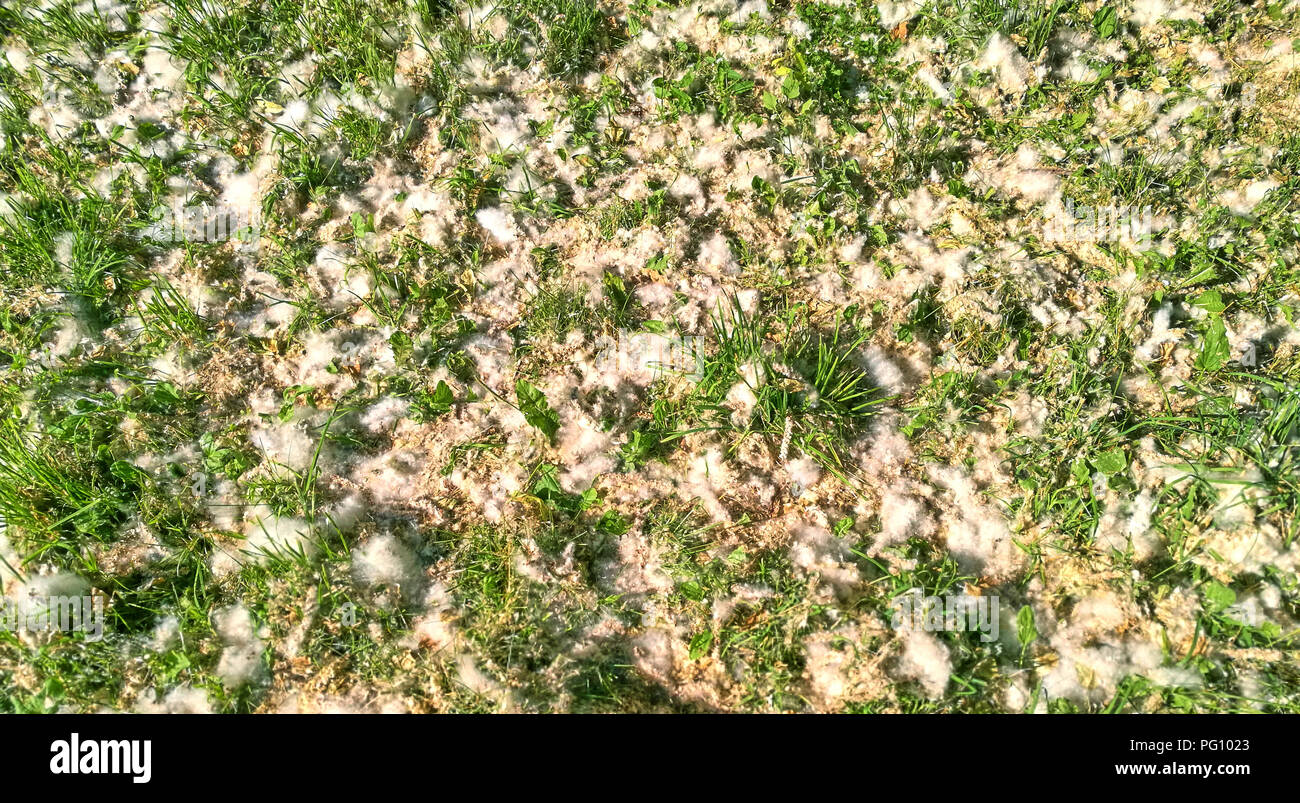 Poplar fluff in green grass hi-res stock photography and images - Alamy