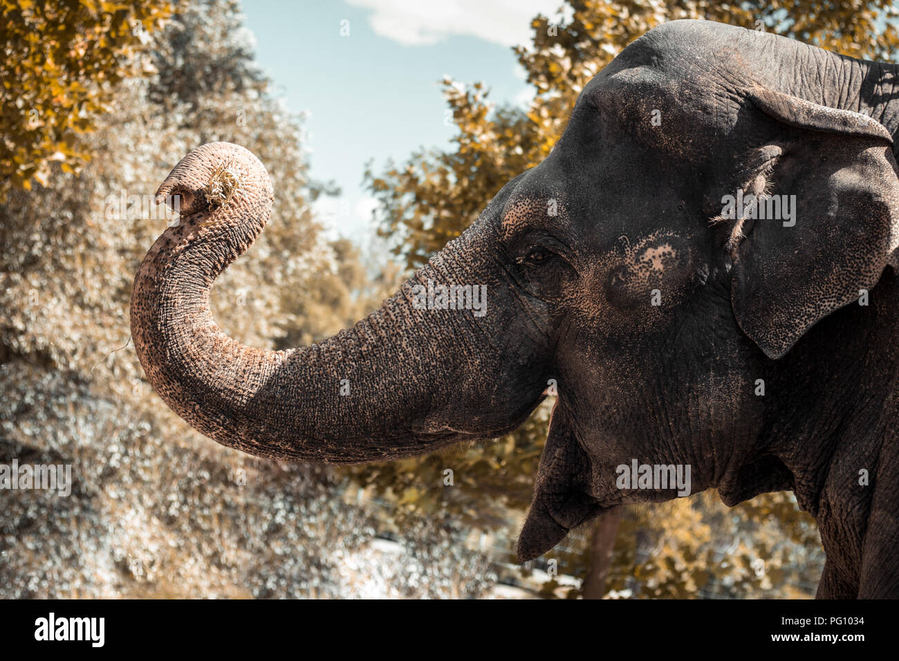 Elephant asking for directions Stock Photo - Alamy