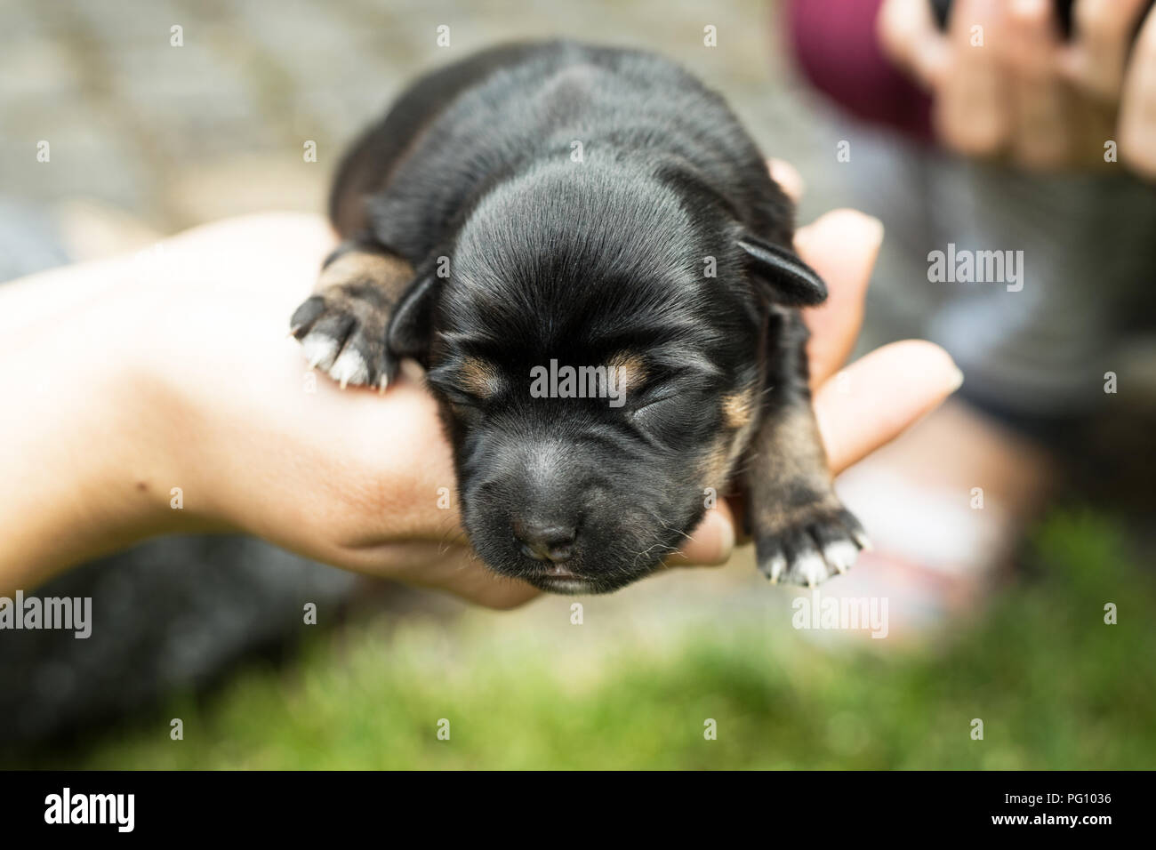 Newborn Baby Rottweiler