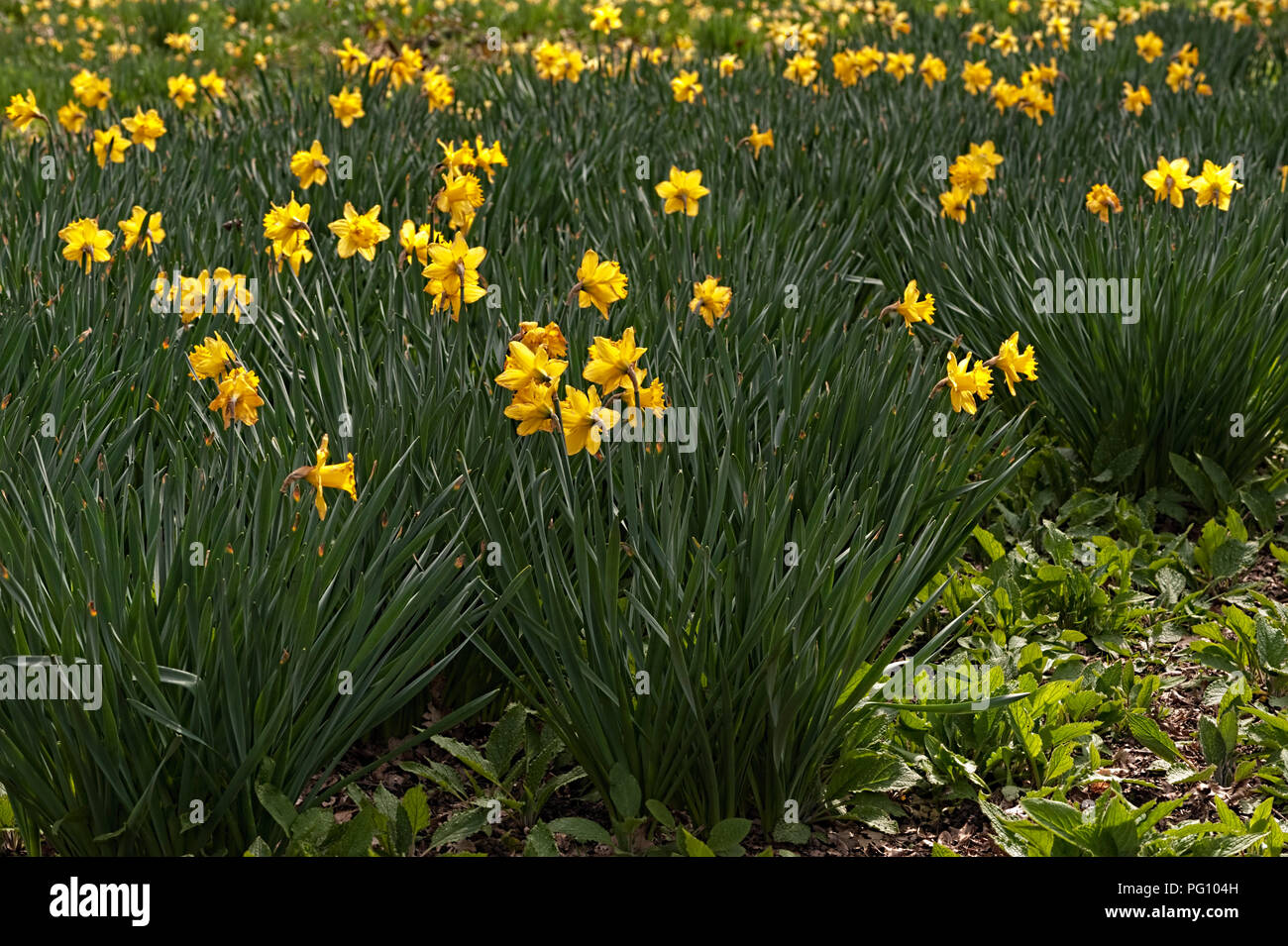 Annual yellow daffodils hi-res stock photography and images - Alamy