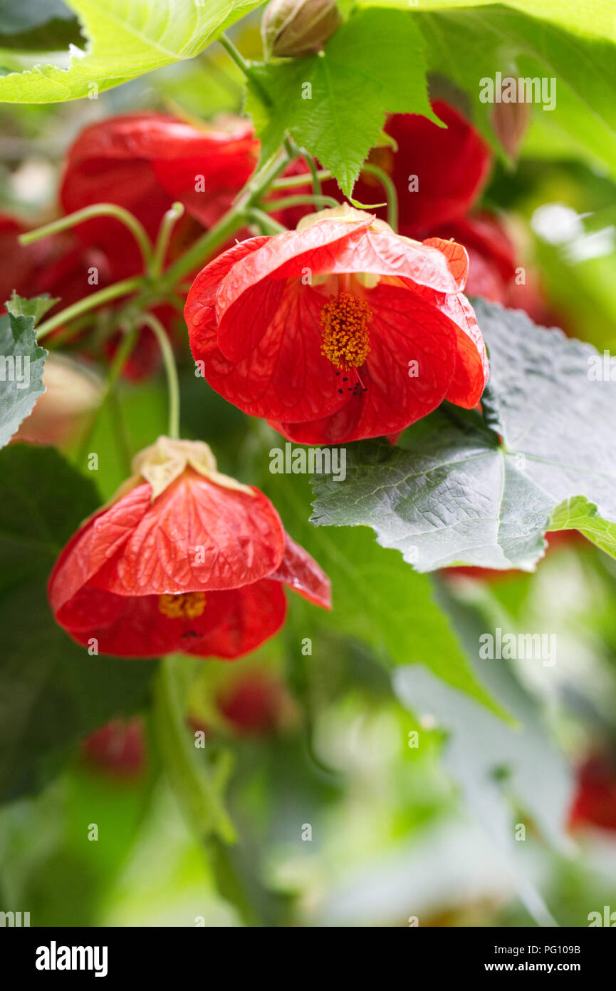 Abutilon 'Ashford Red' flowering in a protected environment Stock Photo ...