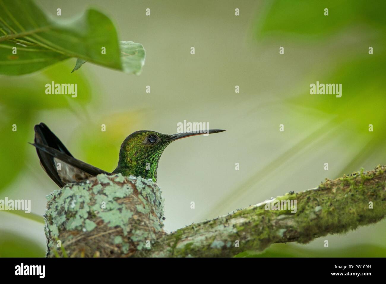 Hummingbird (Copper-rumped hummingbird, Amazilia tobaci) sitting on its ...