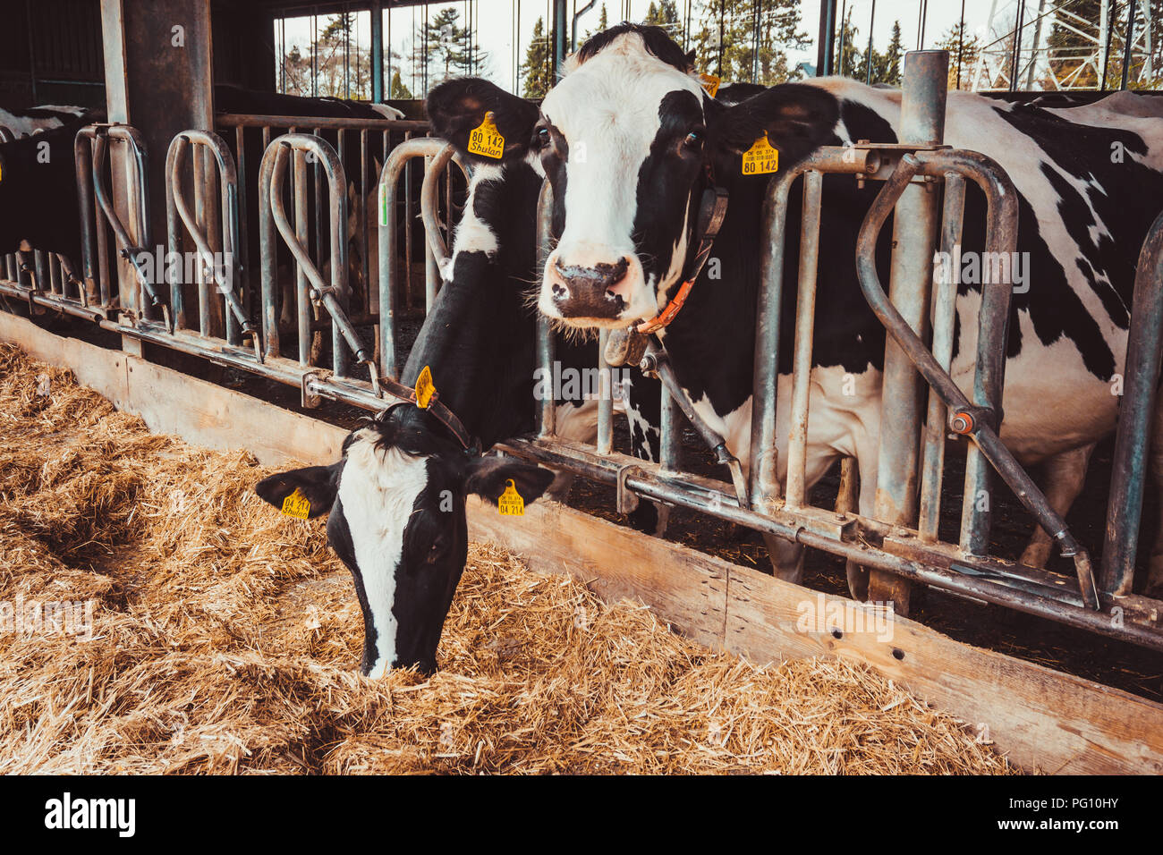Cows on Farm. agriculture industry Stock Photo - Alamy