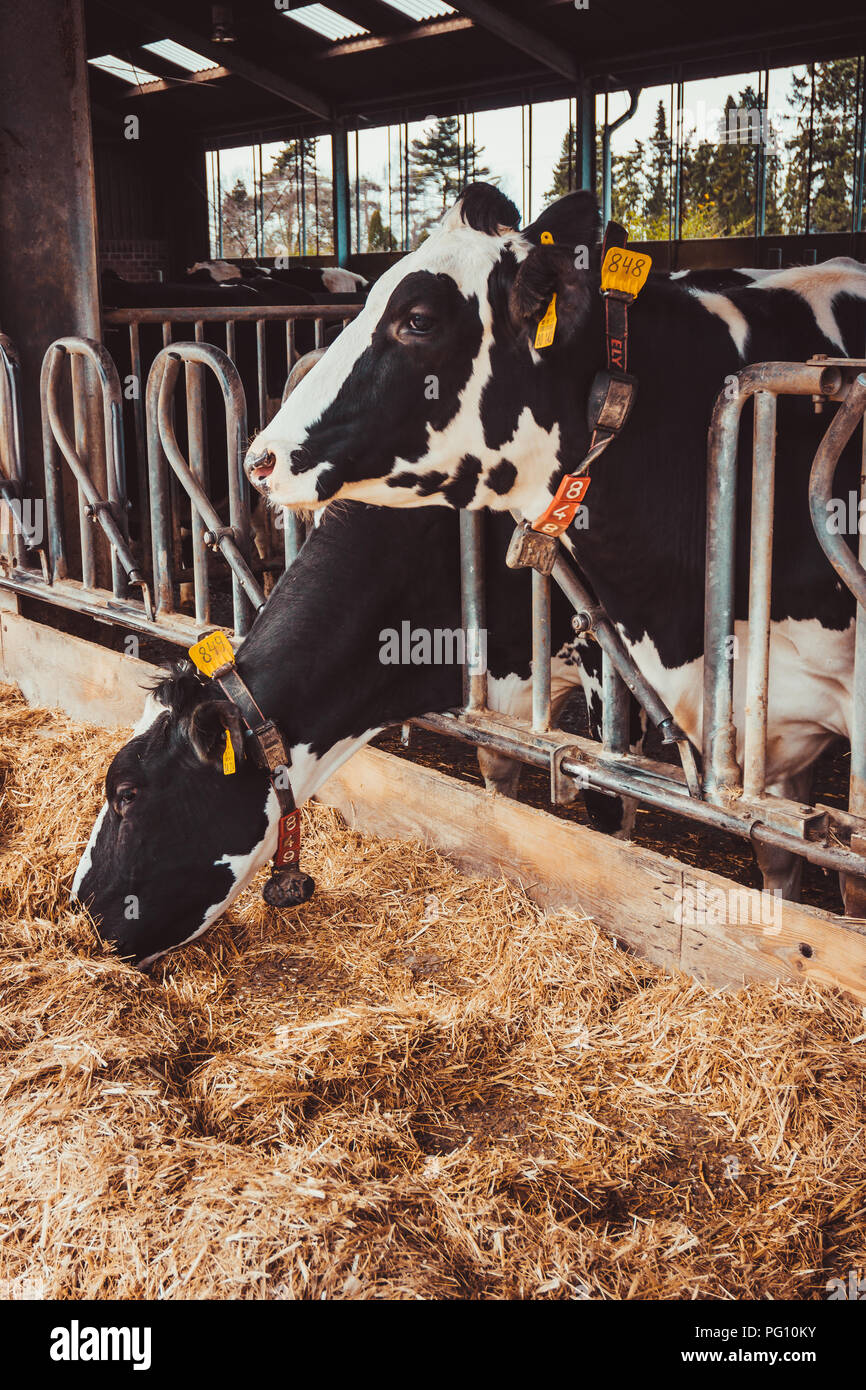 Cows in a farm. Dairy cows. Cowshed Stock Photo - Alamy