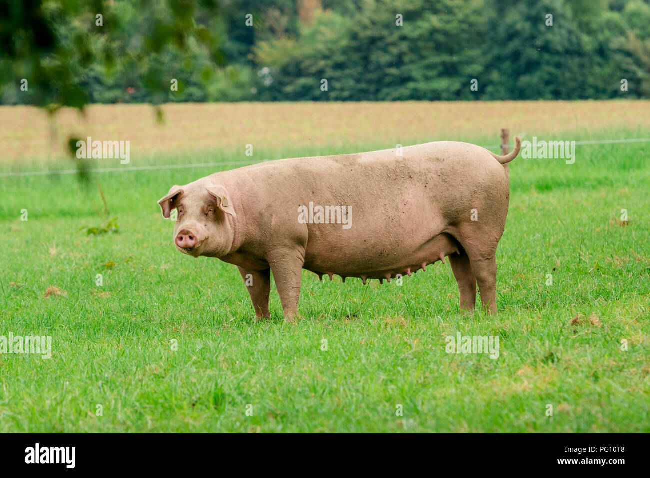 Farmland with pigs. Pastureland in valley Stock Photo - Alamy