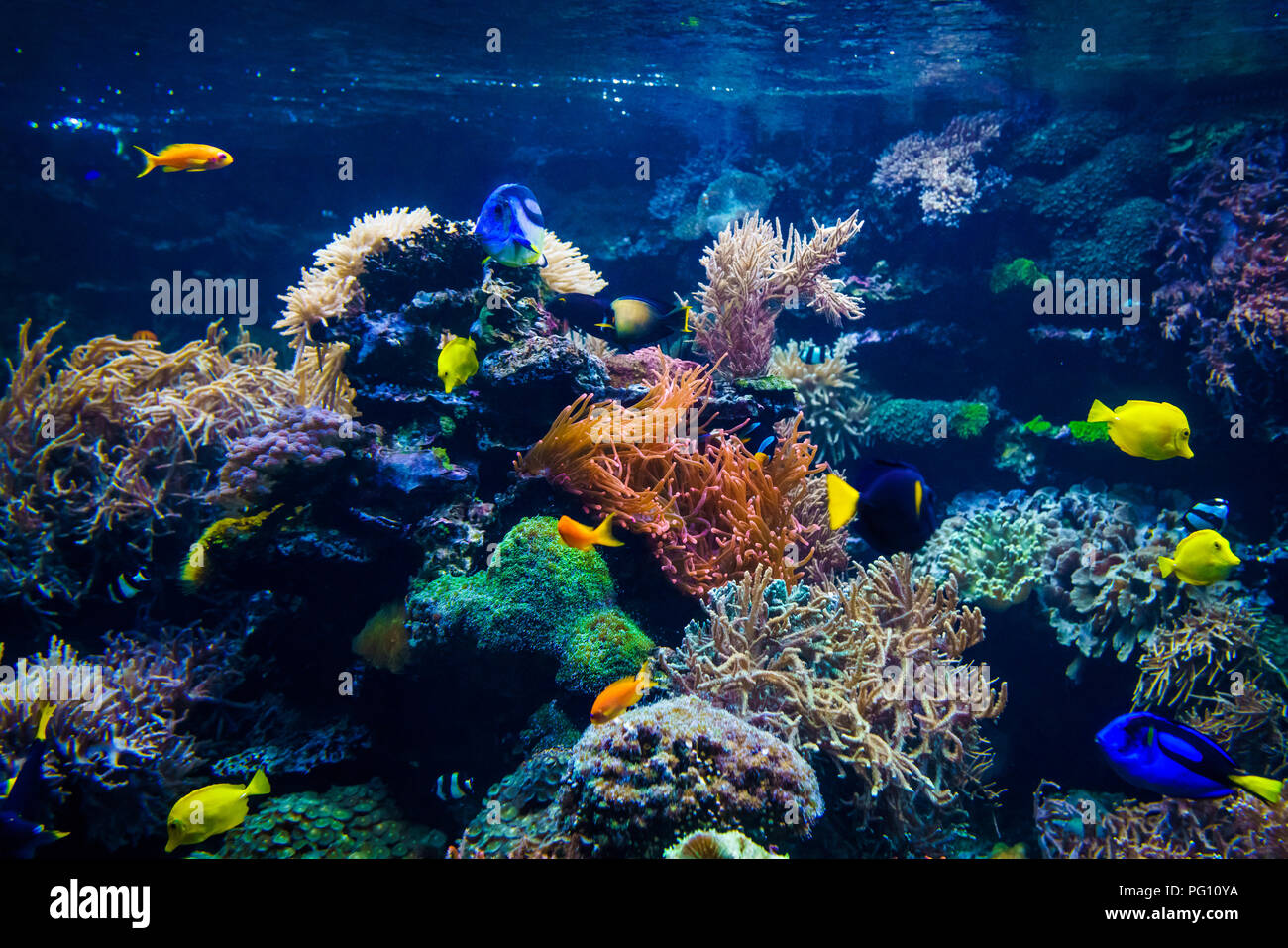 Colorful coral reef with fish and stone Stock Photo - Alamy