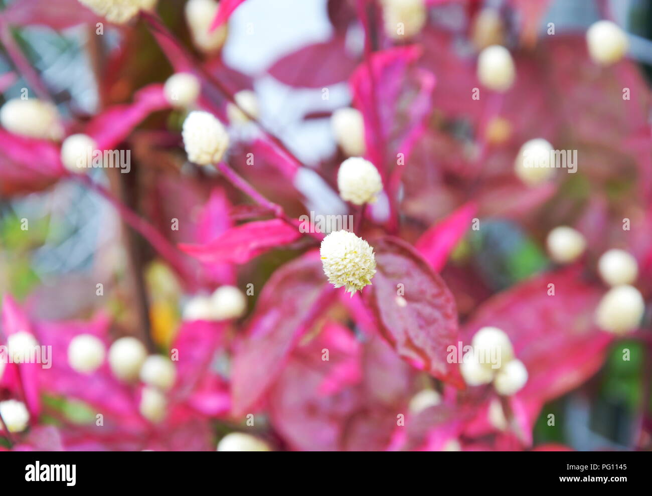 Dentata ruby tropical decorate plant in garden Stock Photo - Alamy