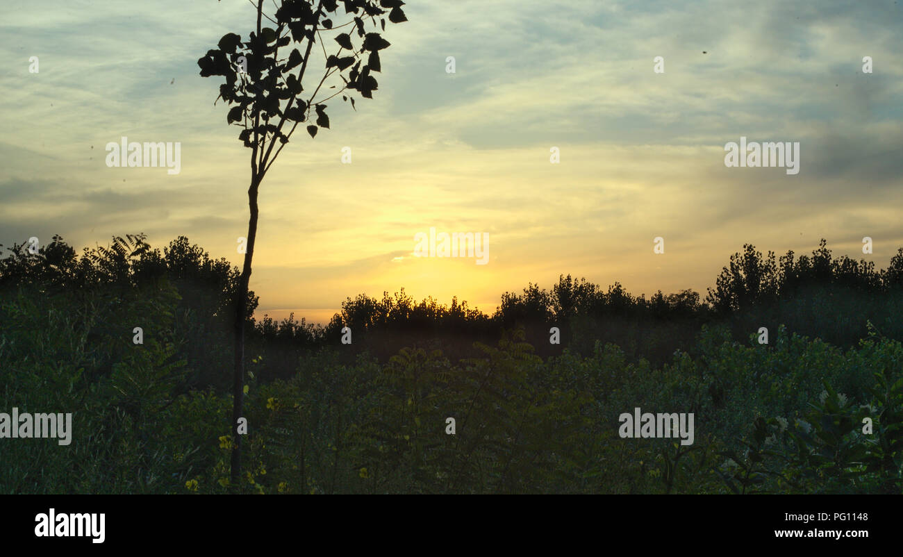 Colorful bright summer sunset over forest Stock Photo - Alamy