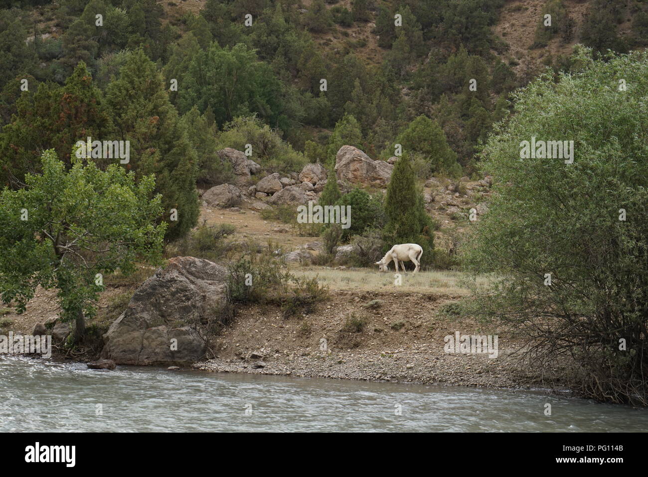 Donkey grazing near mountain river, Fann Mountains, Tajikistan Stock ...