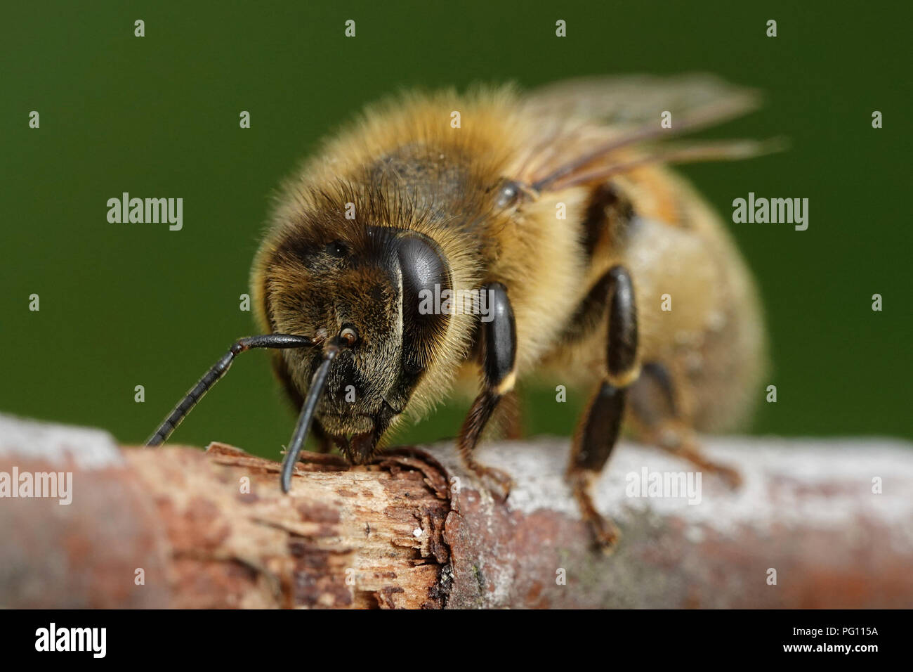 Macro photo of the European honey bee in its natural habitat in Denmark ...
