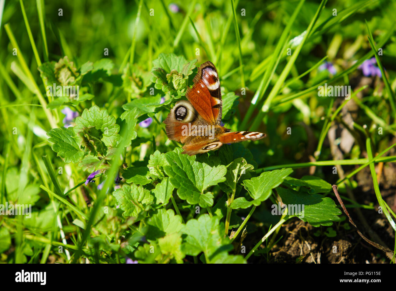 Fresh green grass with butterfly. Natural background Stock Photo - Alamy